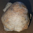 Authentic Fossil Specimens