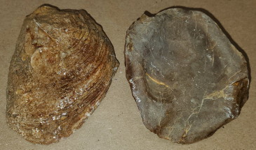 Authentic Fossil Specimens