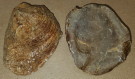 Authentic Fossil Specimens