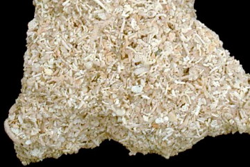 Coquina Sedimentary Rock