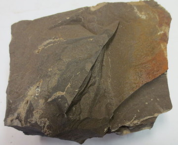 Sedimentary Rock Specimens