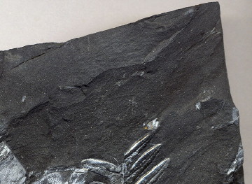 Sedimentary Rock Specimens